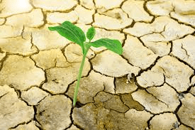 RESURRECTION IN DANIEL 12:2 | Postmillennial Worldview